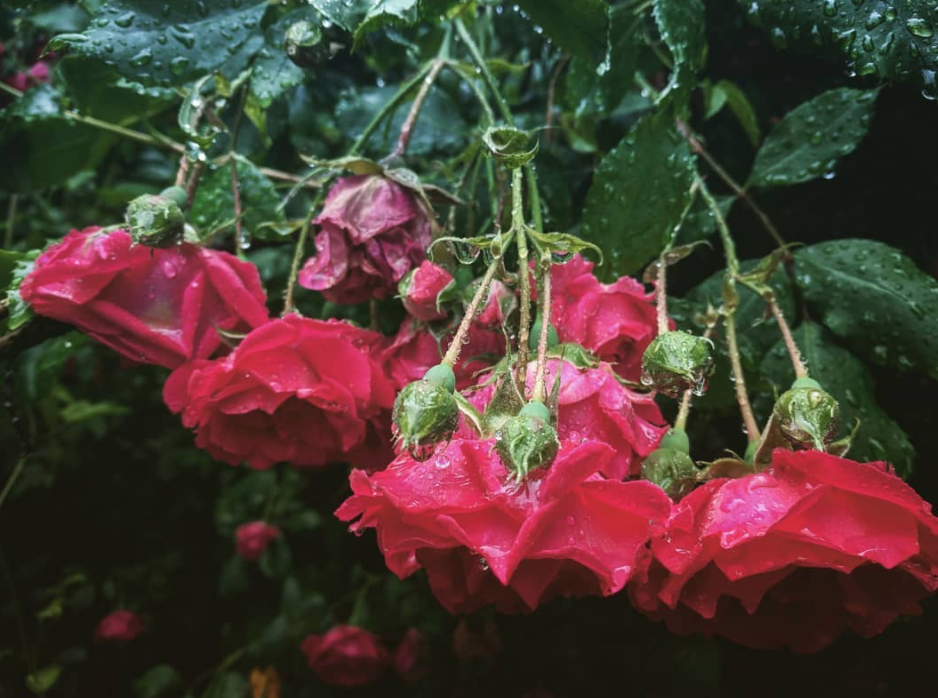 A Small Needful Fact | Tara K. Shepersky