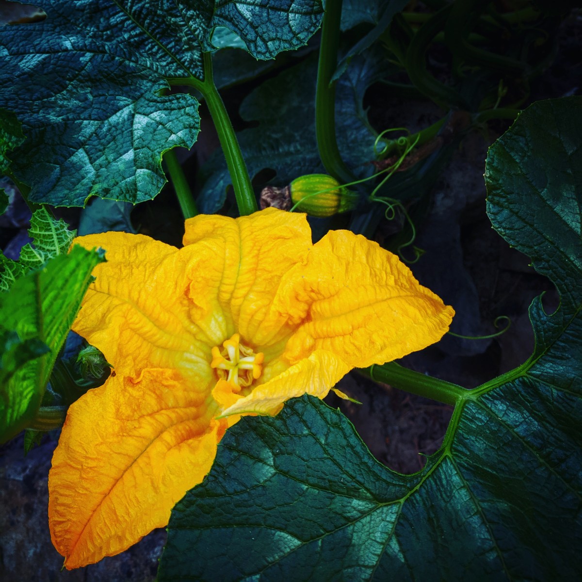 The Resemblance Between Your Life and a Dog | Tara K. Shepersky